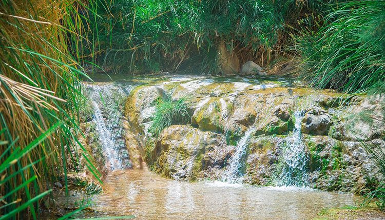 עין גדי... ההיית או חלמתי חלום...? - רשות הטבע והגנים
