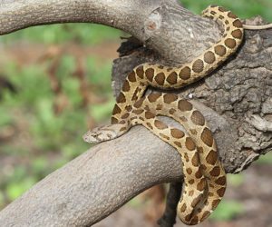 לוכדי נחשים בהיתר - רשות הטבע והגנים