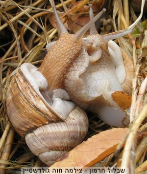 שבלול החרמון Helix texta - רשות הטבע והגנים