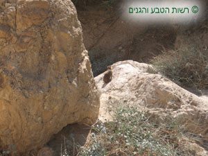 לומדים מדעי הטבע - פעילות בעלי חיים בשמורת טבע עין גדי - נחל דוד - רשות ...