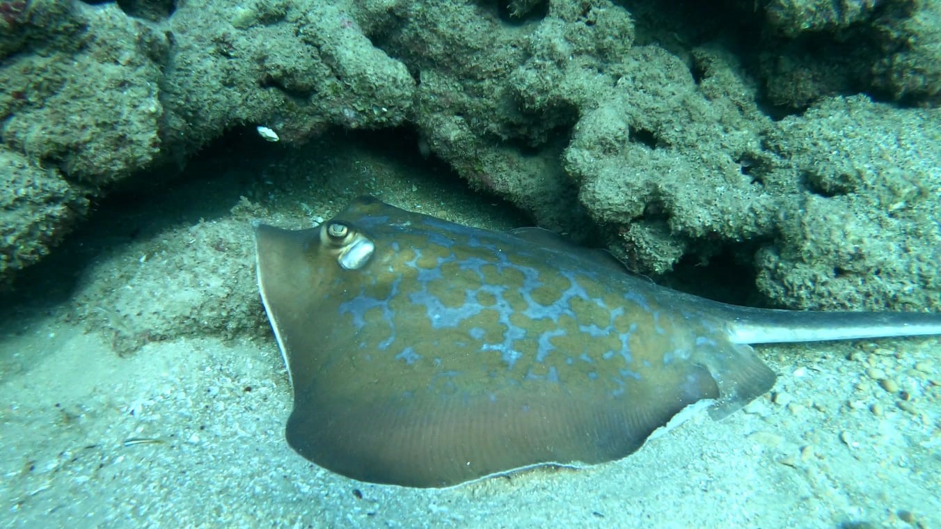 דגים לחג: הכירו את העולם המופלא של דגי הים התיכון - רשות הטבע והגנים