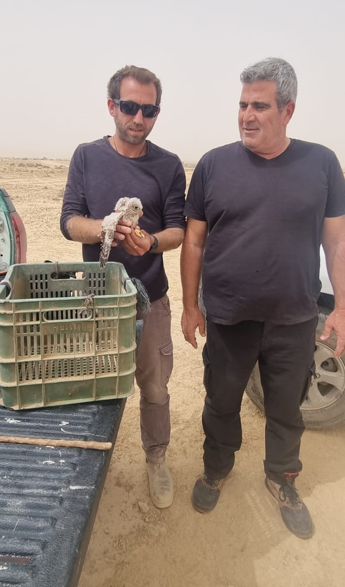 פרחון בז מצוי שנפל מהקן הוחזר בסיוע עובדי חברת החשמל - רשות הטבע והגנים