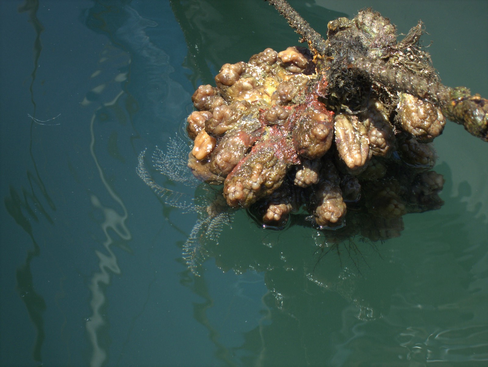 על אצטלנים: חסרי חוליות עם 'עמוד שידרה' - רשות הטבע והגנים