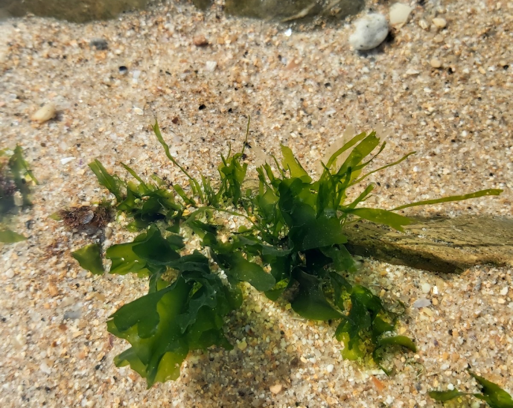 לא אובדי אצות: החקלאות הימית בישראל פורחת - רשות הטבע והגנים