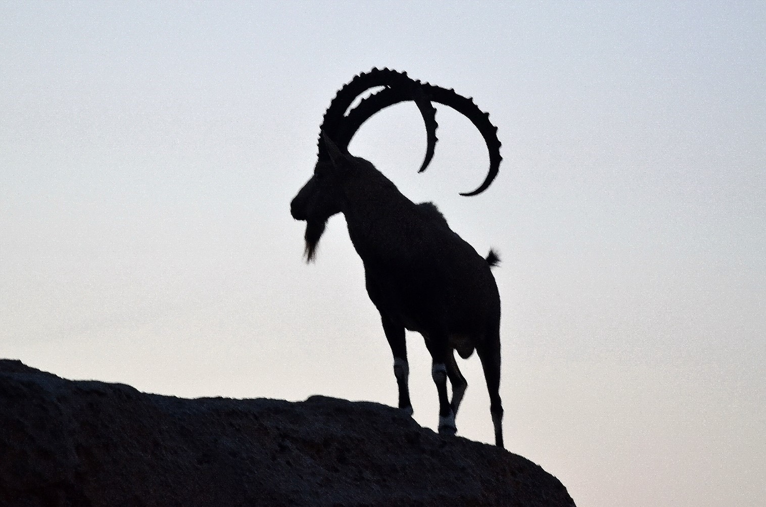 החי בשמורת עין-גדי - רשות הטבע והגנים
